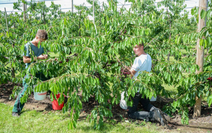 Fachgruppe Obstbau - obstbau.org